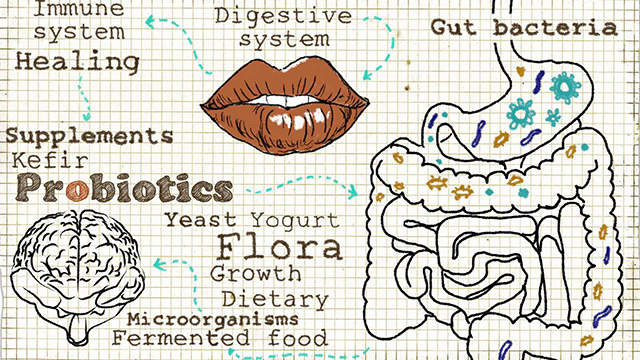 What Are Probiotics | GK Bio International