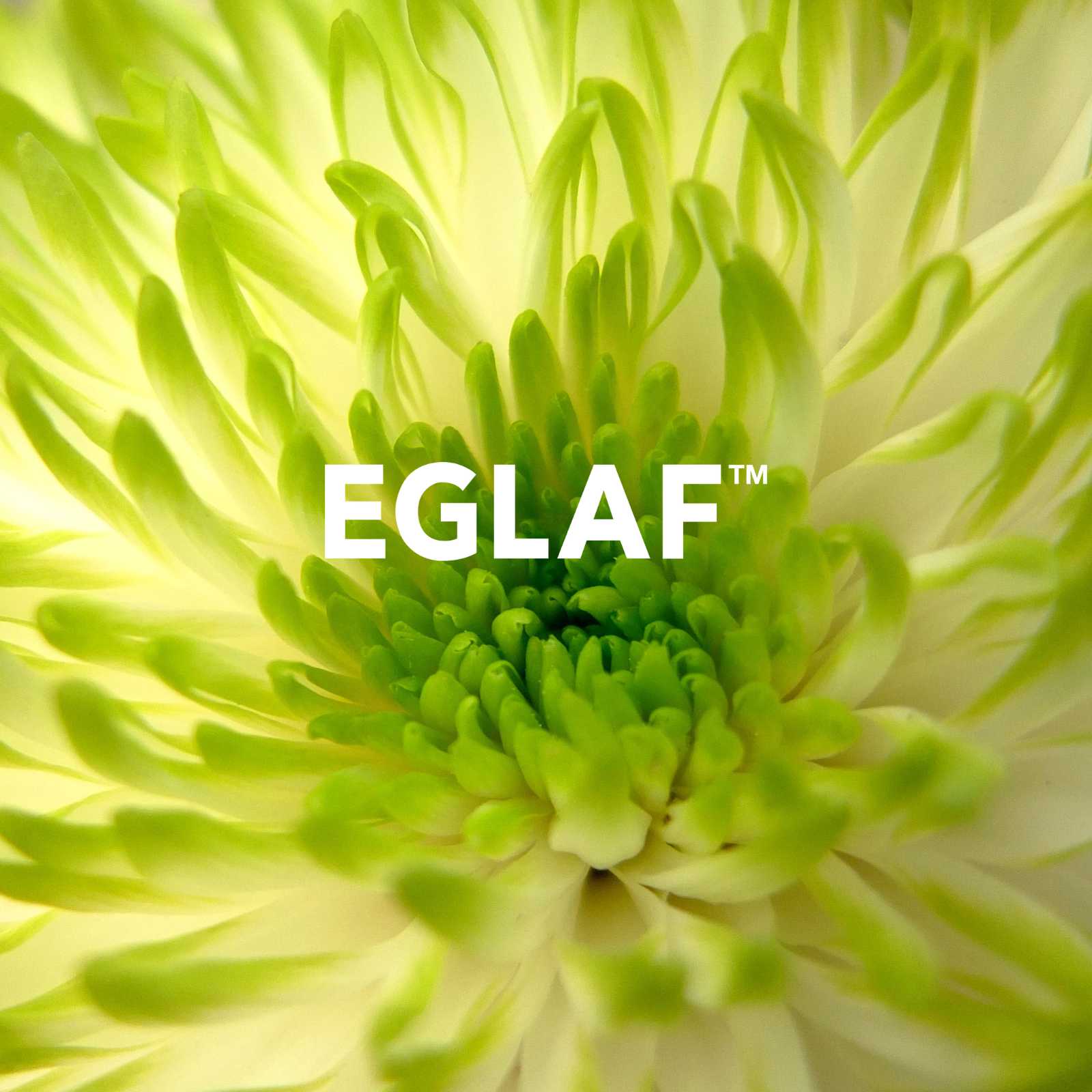 Virtual Garden Collection | FW22 | EGLAF